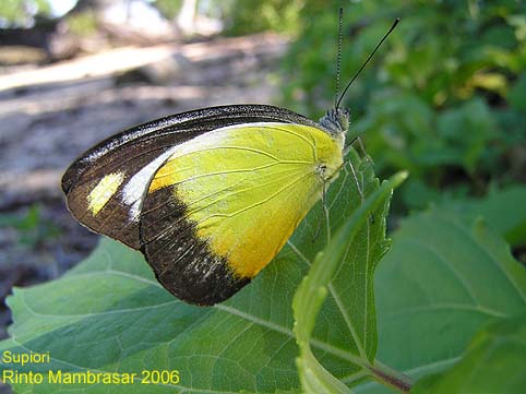 Papua Insects Foundation (Lepidoptera/Pieridae/Pierinae(Appias ada)
